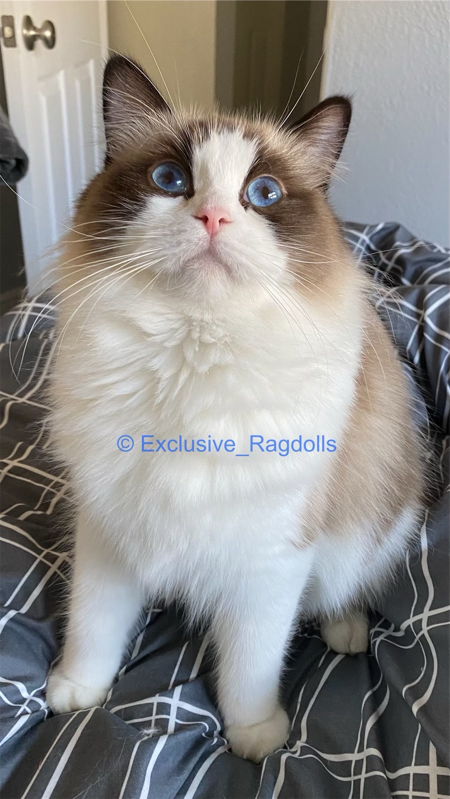 Queens - Exclusive Ragdolls