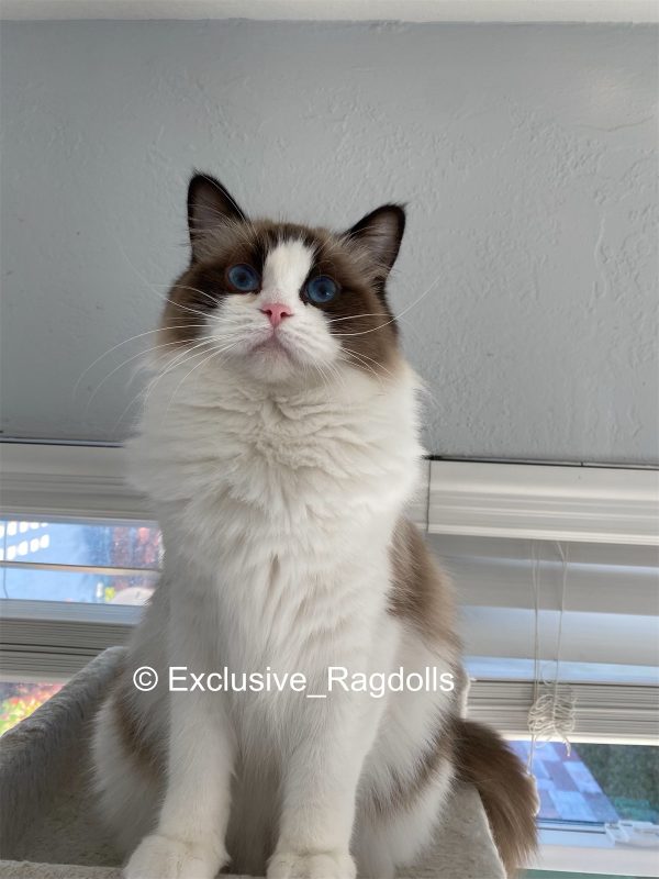 Queens - Exclusive Ragdolls