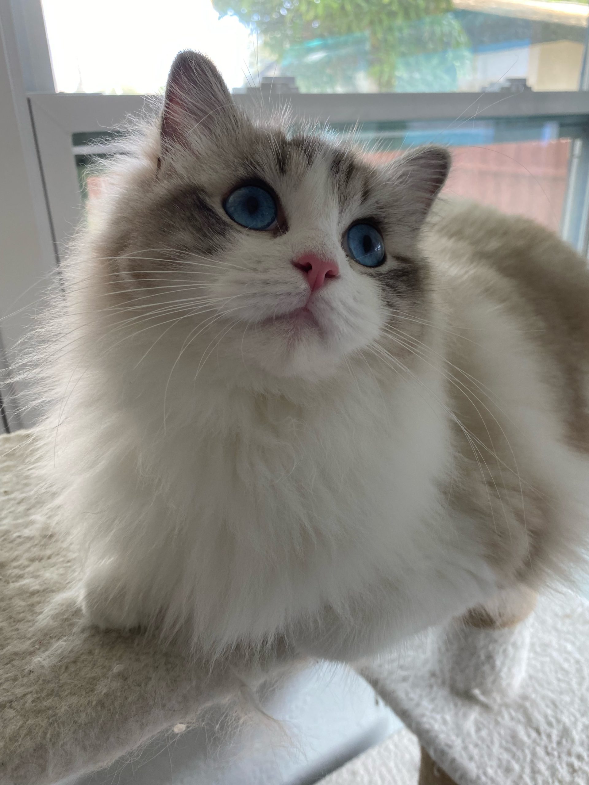 Queens - Exclusive Ragdolls