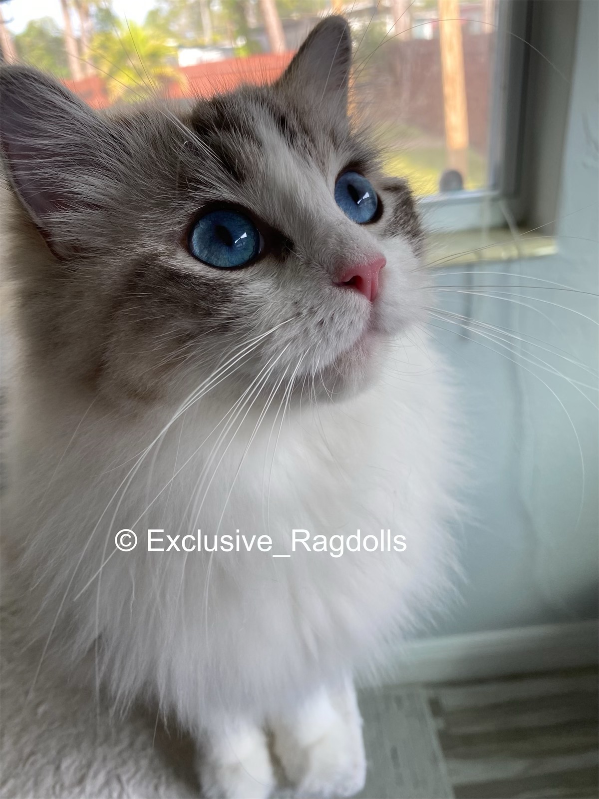 Queens - Exclusive Ragdolls