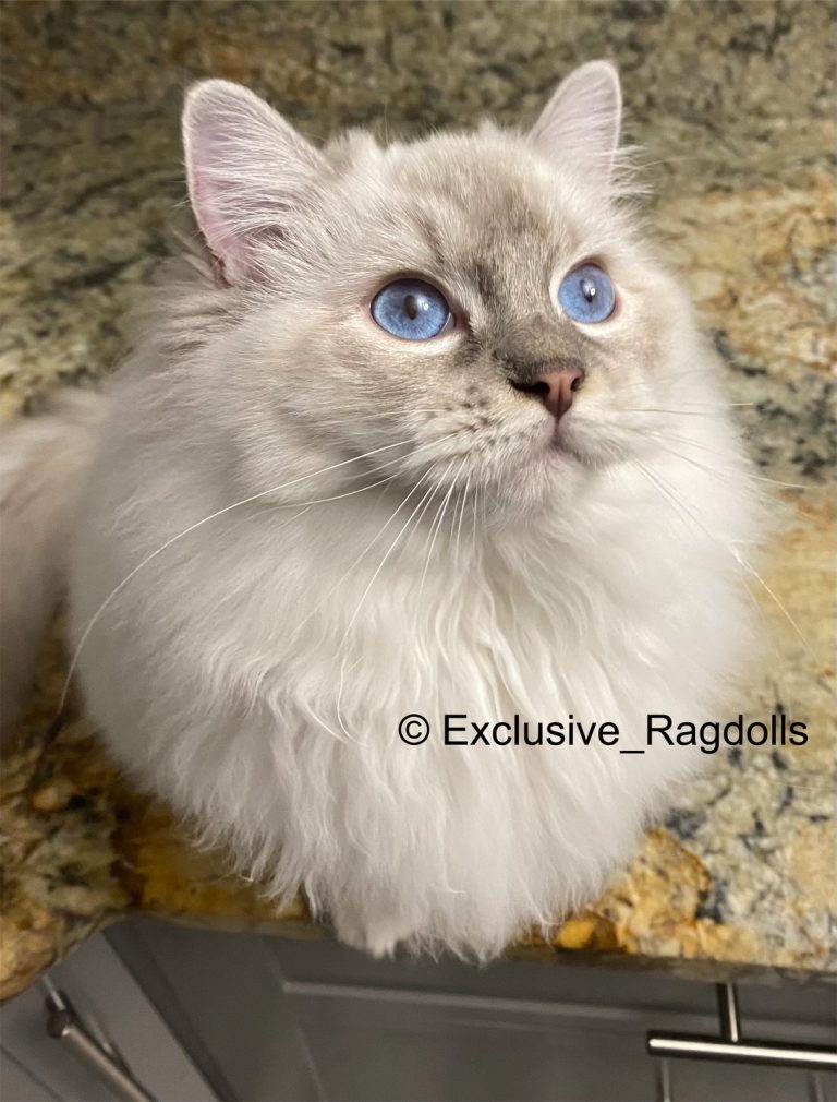 Queens - Exclusive Ragdolls